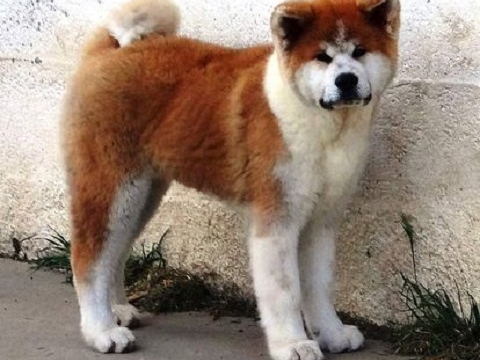 Japanska Akita Inu