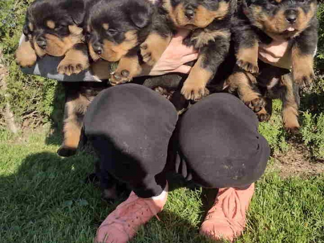 Na prodaju štenci ROTVAJELRA izuzetnog porekla