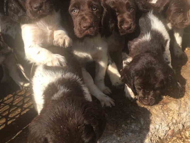 MALI MINSTERLENDER vrhunskog porekla
