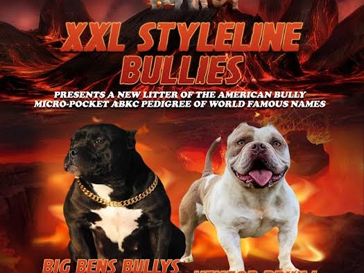 American bully pocket micro