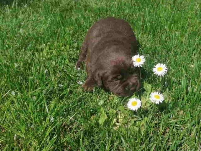 LABRADORI dosputni za rezervaciju
