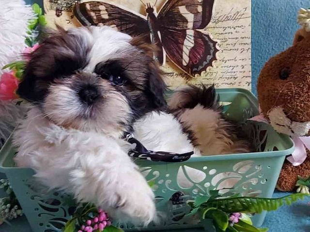 Lepi i umiljati štenci SHIH TZU