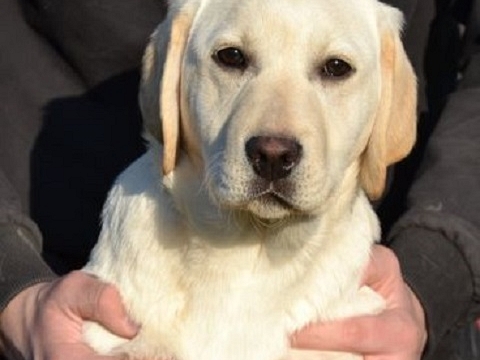 Labrador retriver