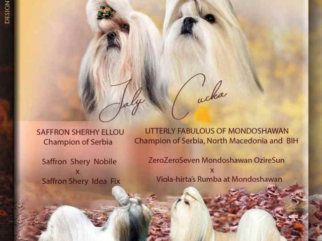SHIH TZU vrhunski stenci