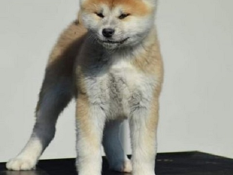Akita Inu