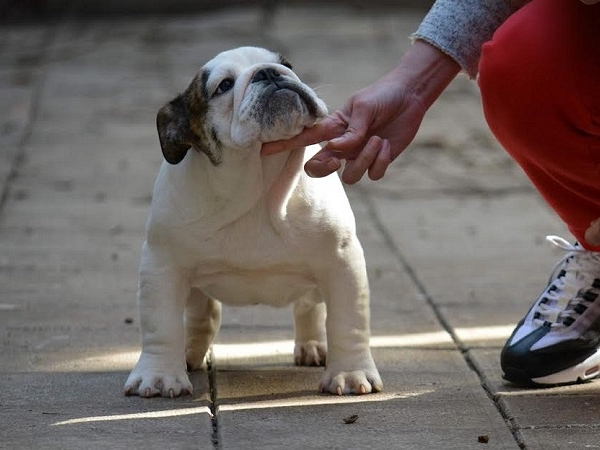 Fantasticna legla ENGLESKIH BULDOGA