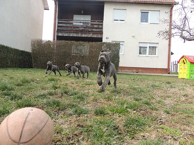Cane Corso stenci