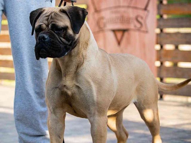Odgajivačnica bullmastiff-a