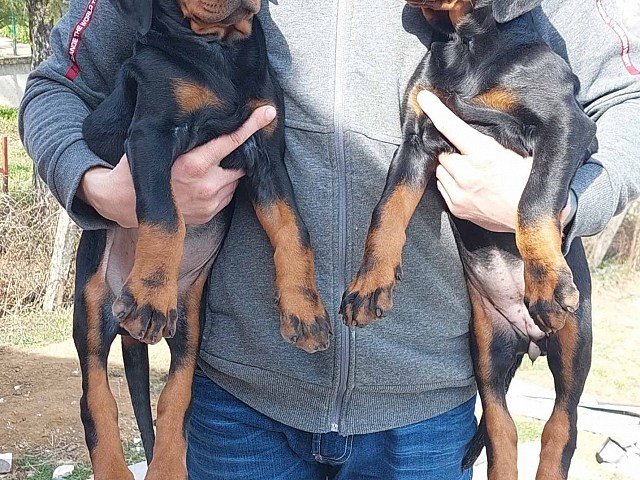 Doberman štenci vrhunskog kvaliteta