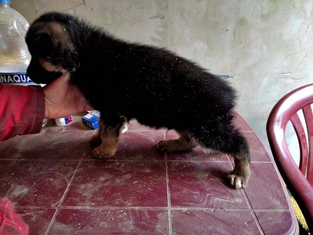 NEMAČKI OVČAR kvalitetna 4 mužjaka