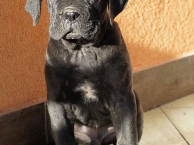 CANE CORSO stenci