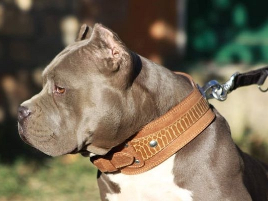 American bully