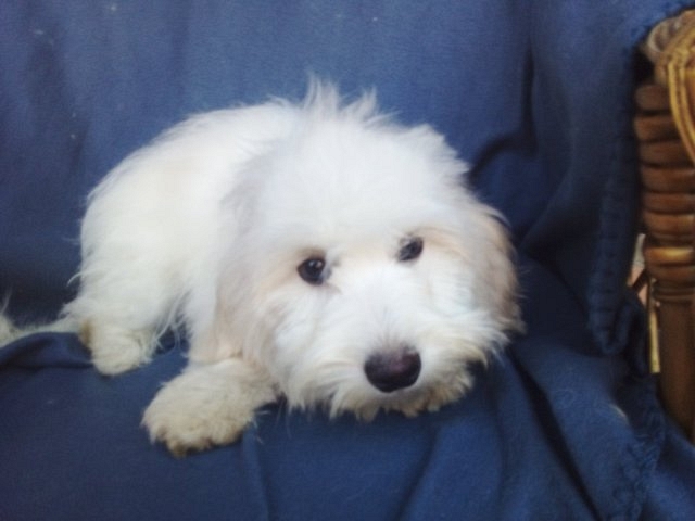 Štenci tulearskih pasa (coton de tulear)