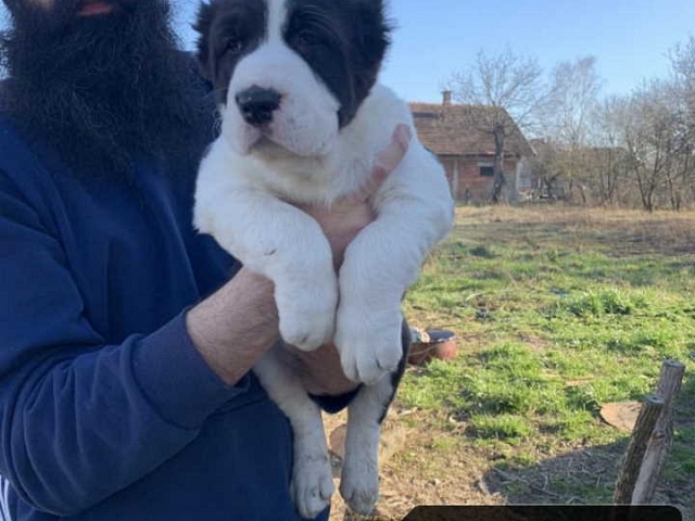 SREDNJEAZIJSKI OVCAR, izuzetno lepi stenci