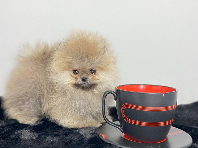 Pomeranac (BOO) teacup, kad odraste patuljast, garancija