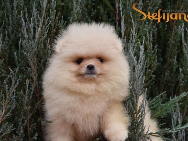 Pomeranac-pomeranski spic Boo