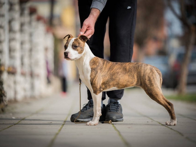AMERIČKI STAFORDSKI TERIJER stenci