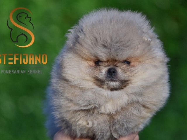 Pomeranski spic Boo pomeranci