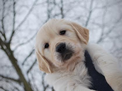 Zlatni retriver stenci