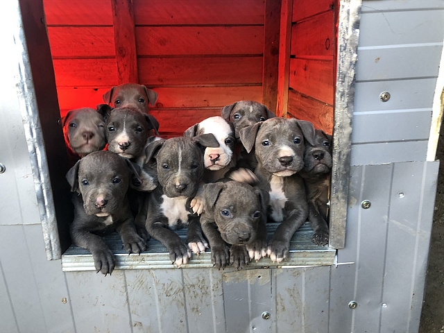 Pit bull Bluenose štenci