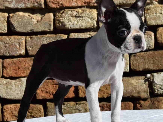 BOSTON TERRIER muzjak i zenka