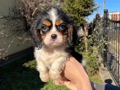 Cavalier king Charles spaniel