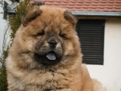 Chow chow stenci