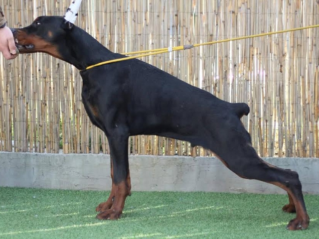 Doberman štene