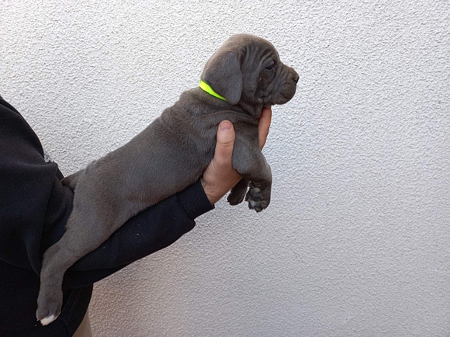 Sivi stenci Cane Corso