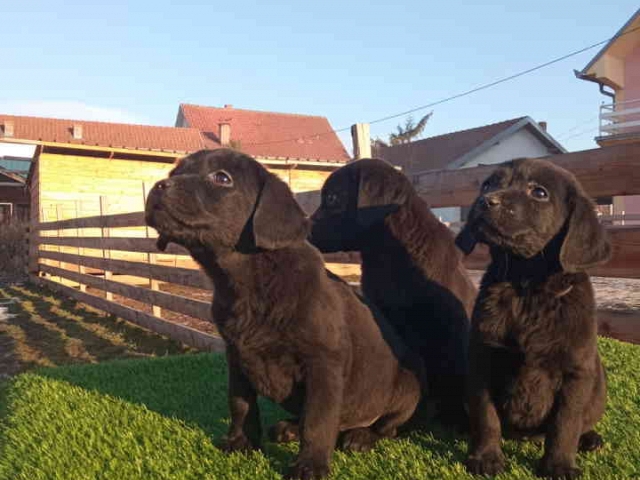 LABRADOR RETRIVER tri cistokrne zenke