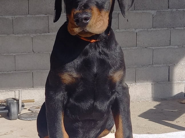 Doberman stenad