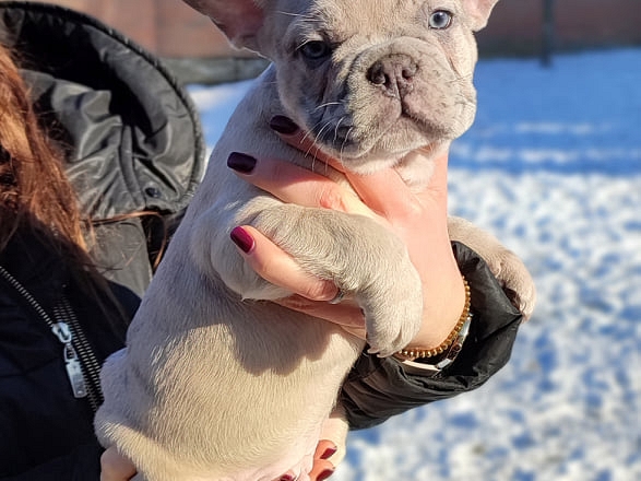 Vrhunski štenci Francuskog buldoga