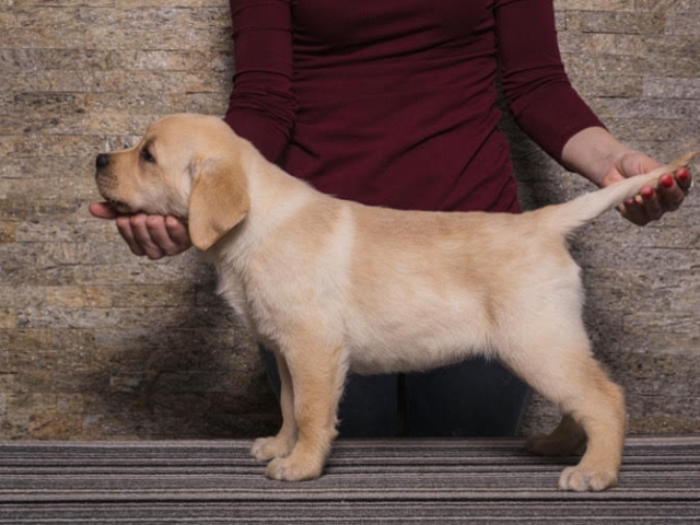 Labrador retriver štenci