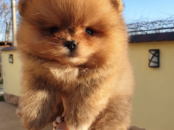 Pomeranac Boo muzjak