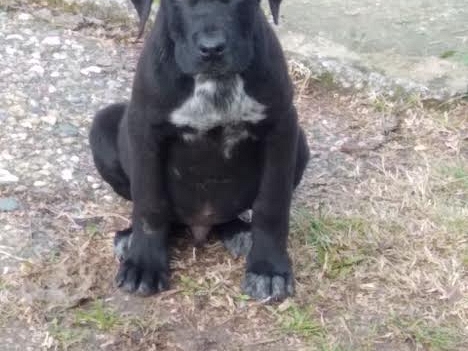 Cane Corso, stenci
