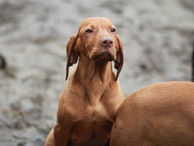 Madjarska Vižla, kučići