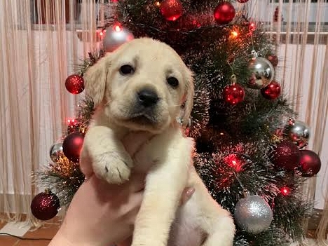 Štenci labrador retrivera