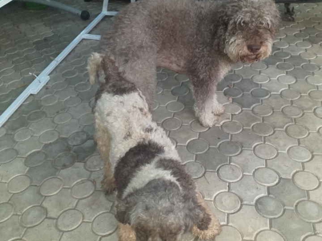 LAGOTTO ROMAGNOLO zenka