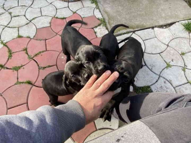 Stenci CANE CORSO