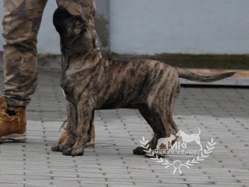 Presa Canario stenci
