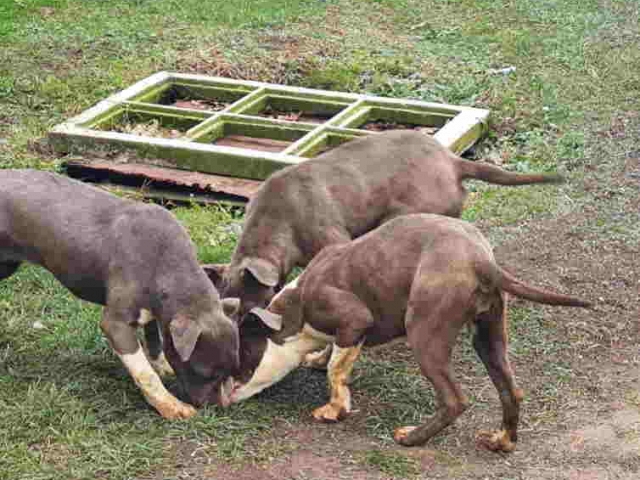 AMERIČKI STAFORD - četiri ženkice
