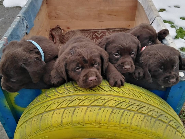 Labrador retriver štenci od vrhunskih roditelja