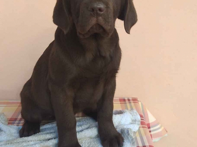 Labrador Retriver štenci čokoladni Povoljno