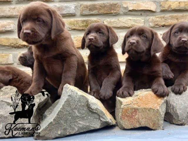 Labrador Retriver štenci, čokoladni (braon)
