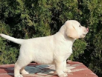 Štenci labrador retrivera