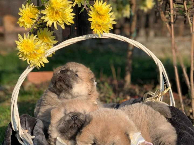 Stenci CHOW CHOW na prodaju