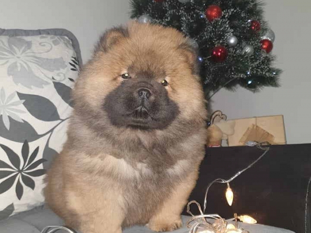 CHOW CHOW muzjak crvene boje