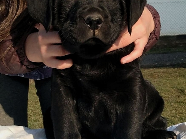 LABRADOR retriver, stenci crne boje