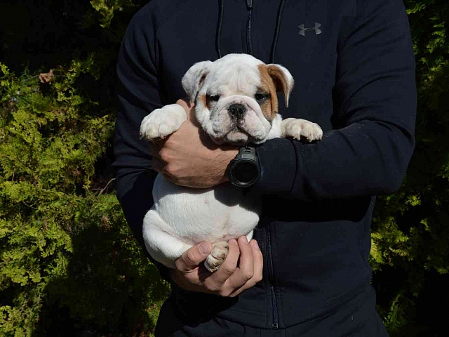 Na prodaju vrhunski štenci engleskog buldoga