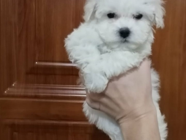 Štenci MALTIPOO